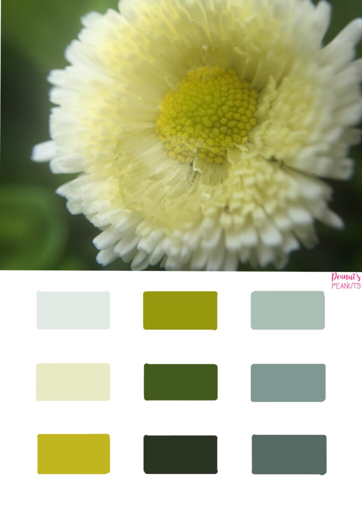 Color Palette: Belli – Peanut's Peanuts